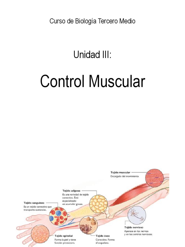 311 Control Muscular | PDF | Contracción muscular | Músculo