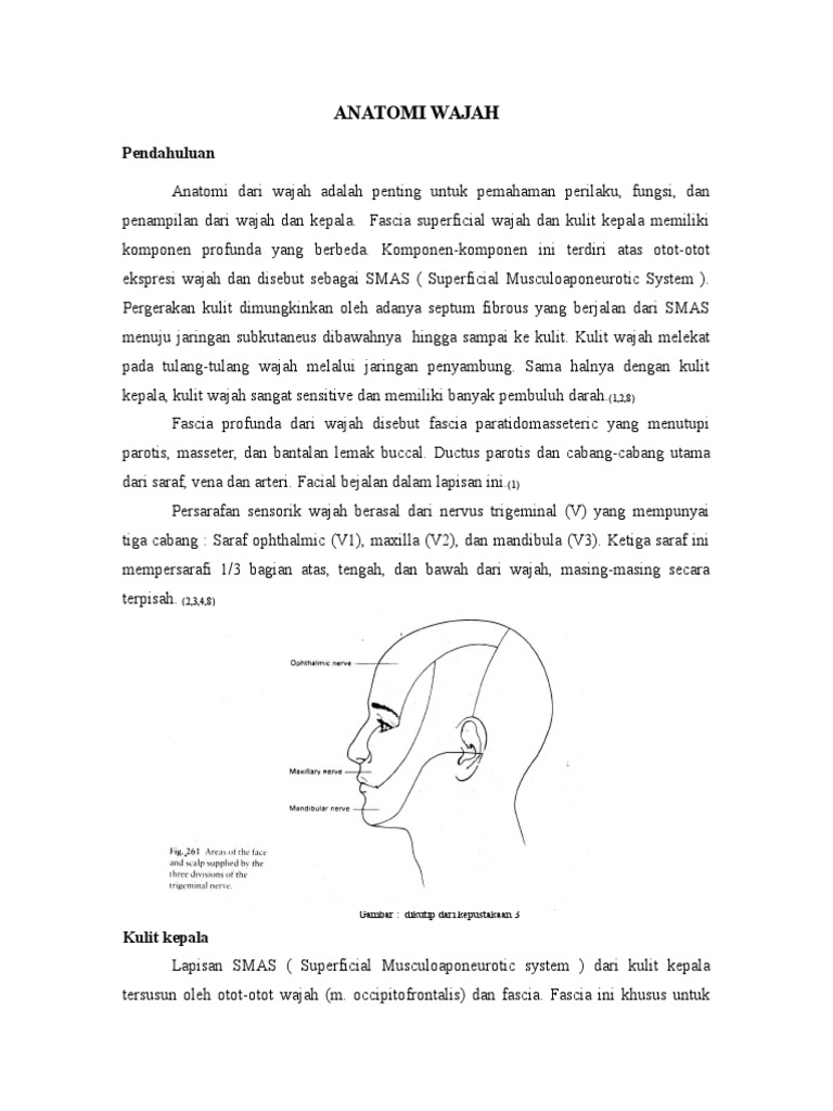Anatomi Wajah | PDF