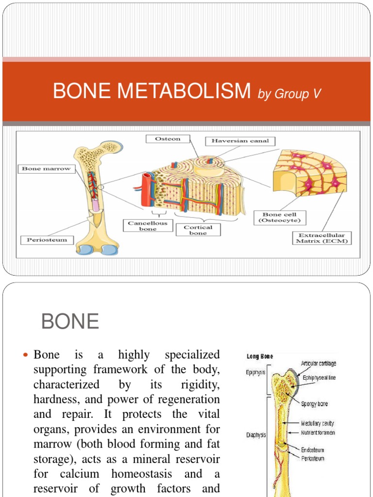 Bone Metabolism and Remodeling Overview | PDF | Osteoblast | Bone