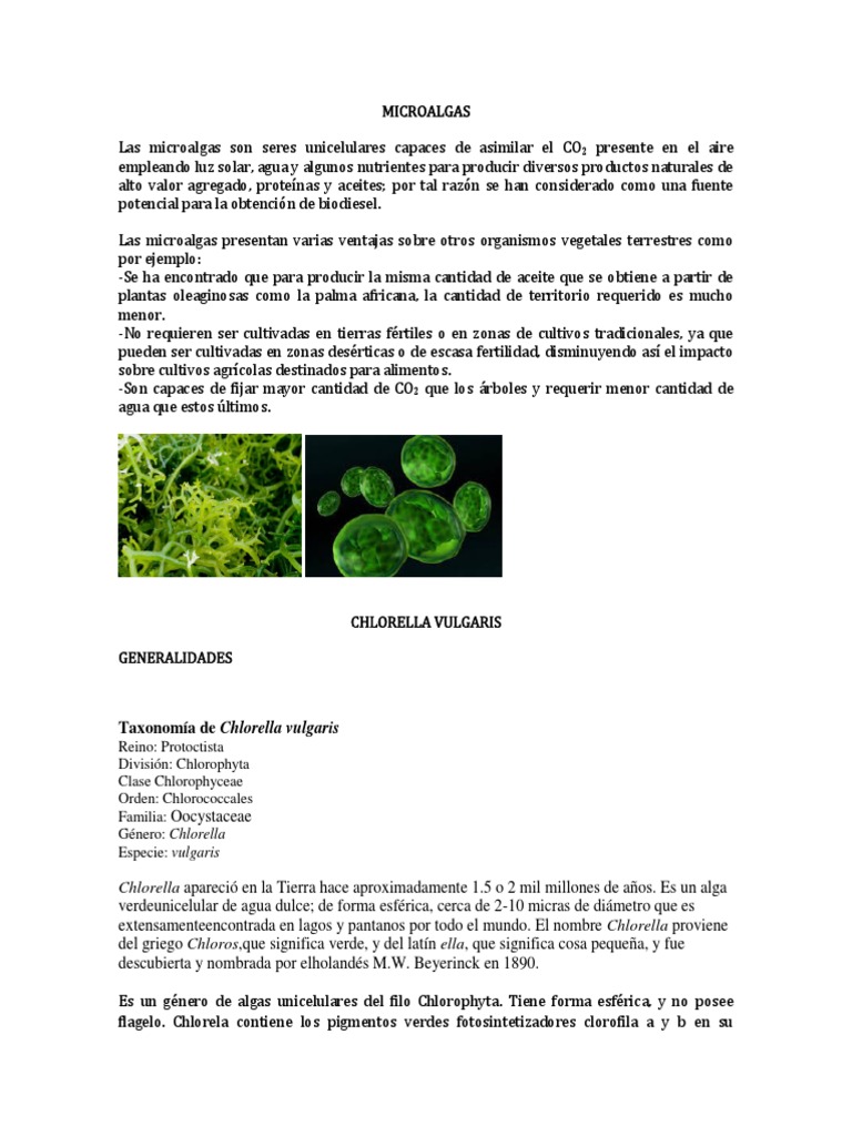 Exposicion Microalgas | PDF | Metabolismo | Algas