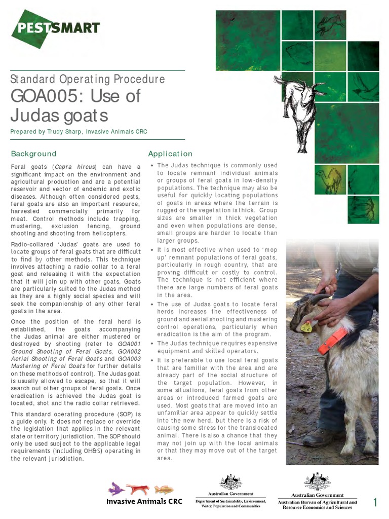 Use of Judas Goats | PDF | Goat | Livestock
