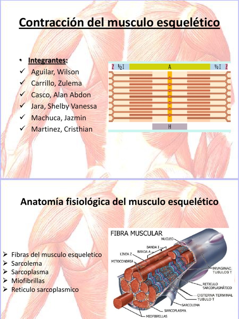 Contraccion Del Musculo Esqueletico Pdf