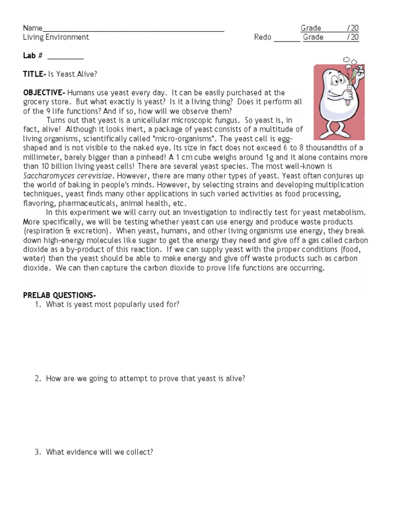 Is Yeast Alive | PDF | Yeast | Life