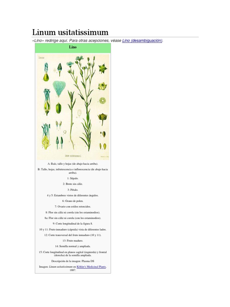 El lino: una planta con múltiples usos | PDF | Linaza | Morfología Vegetal