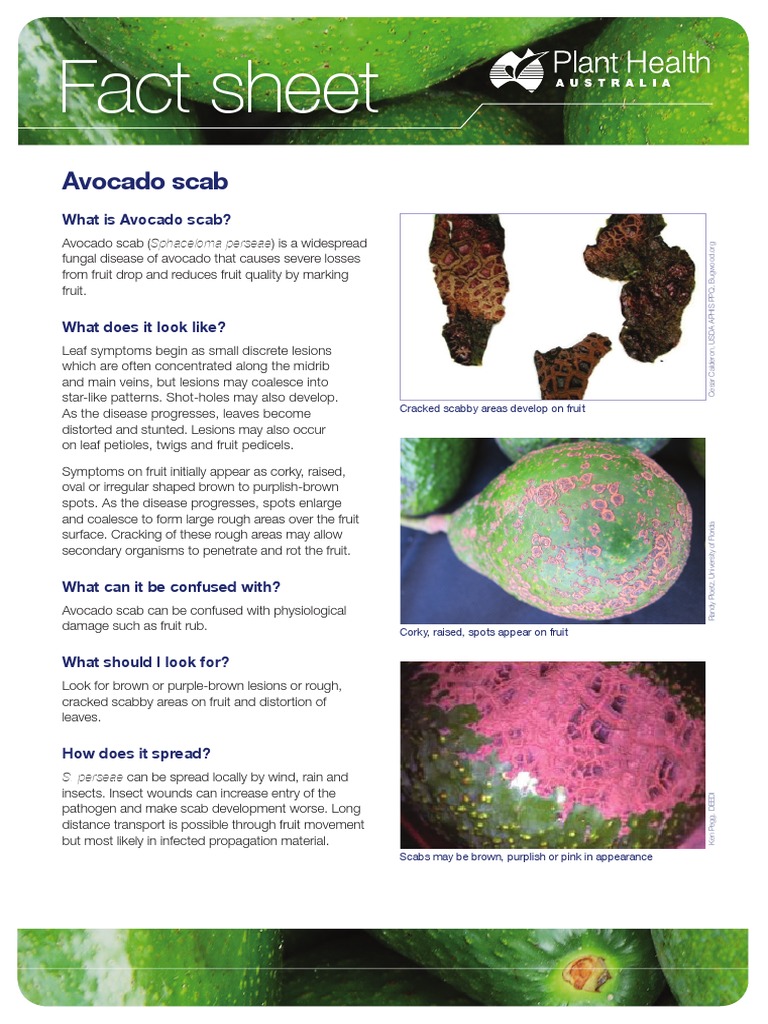 Verrugose Avocado-scab-FS PDF | PDF | Branches Of Botany | Epidemiology