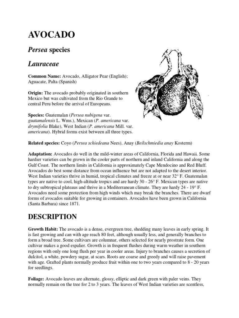 Avocado Pdf Pdf Avocado Nutrition Facts Label