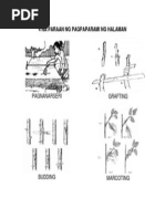 Halamang Baging | PDF