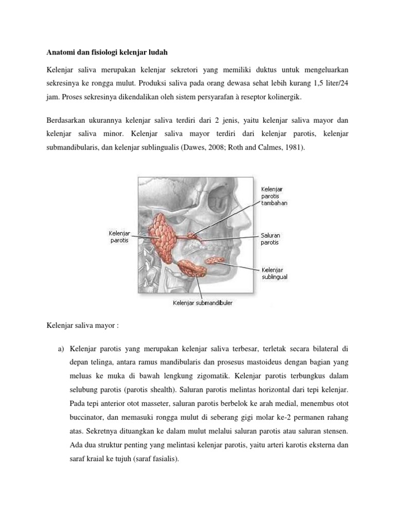 Anatomi Dan Fisiologi Kelenjar Ludah | PDF