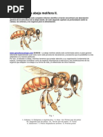 Anatomía y Fisiología de La Abeja | PDF | Ojo | Abejas