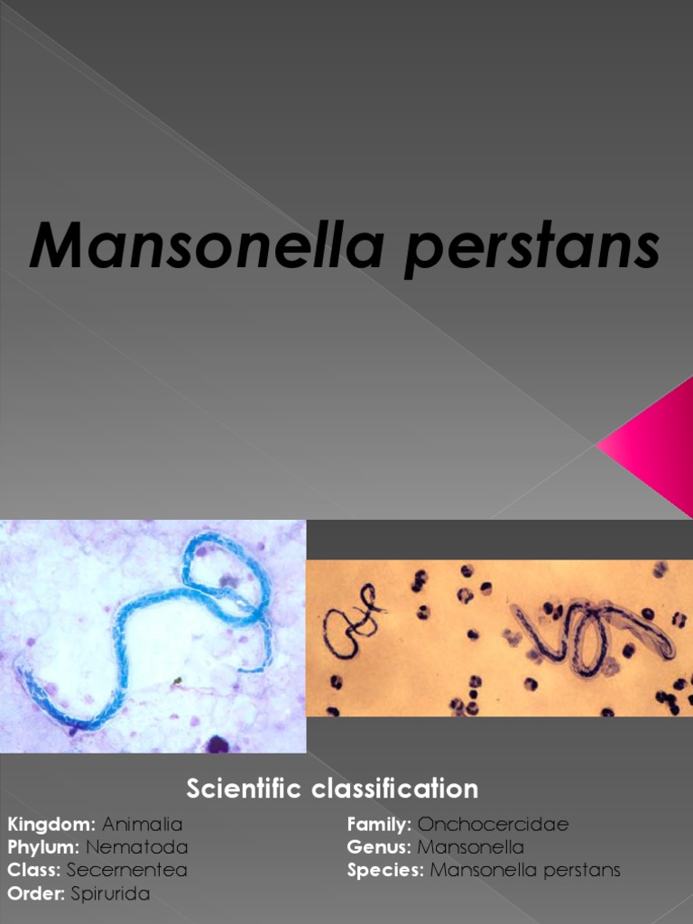 Mansonella Perstans