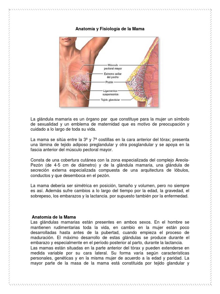 Anatomía y Fisiología de La Mama | PDF | Cáncer de mama | Pecho
