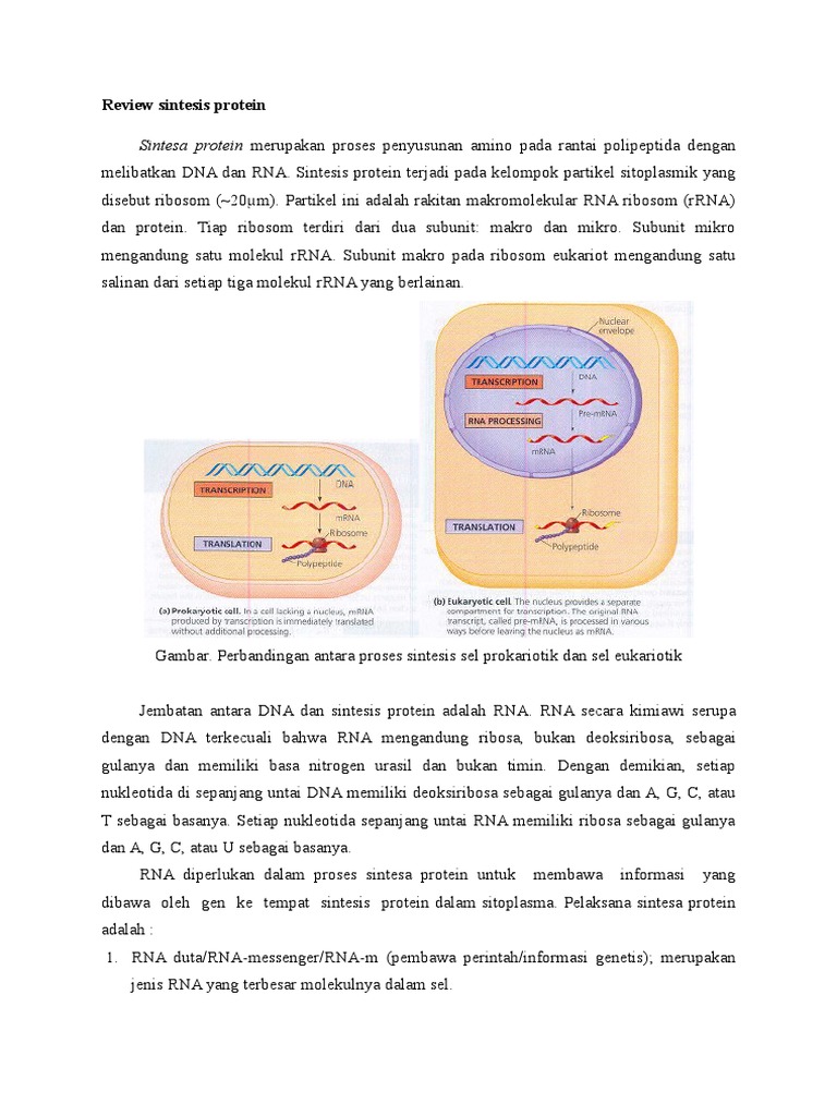 Proses Sintesis Protein dalam Sel | PDF
