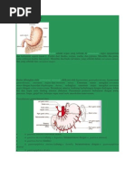 Anatomi Gaster | PDF