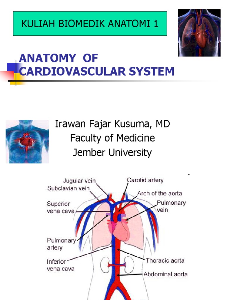 Anatomy of Cardiovascular System | PDF