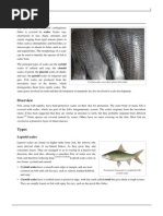Types and Functions of Fish Scales | PDF | Fish | Aquatic Animals