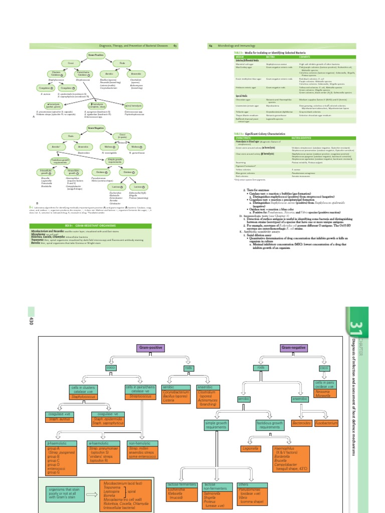 Bacteria Chart | Gram Negative Bacteria | Streptococcus