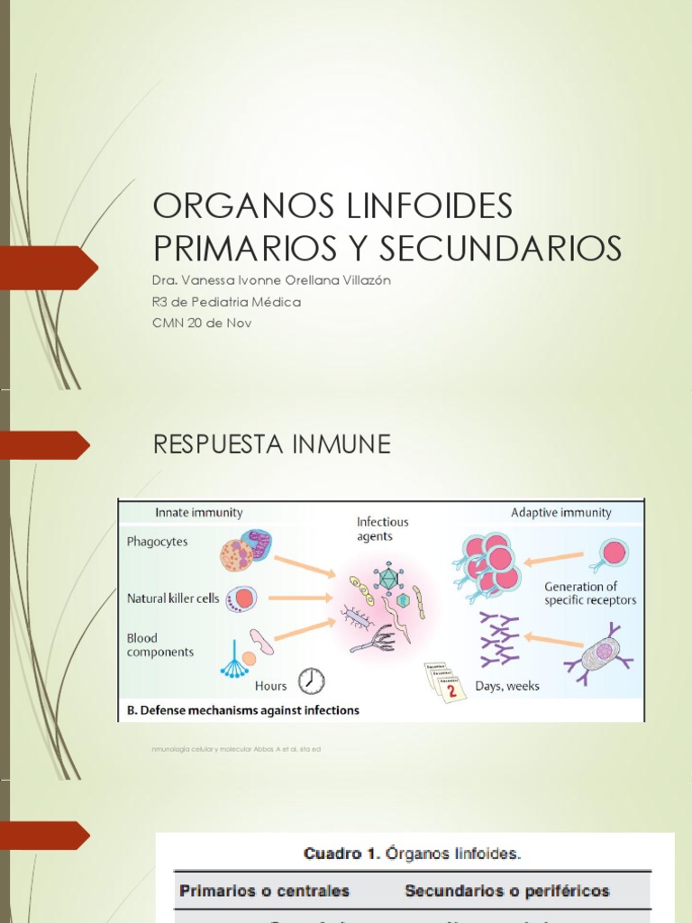 Órganos Linfoides: Primarios y Secundarios | PDF | Ganglio linfático ...