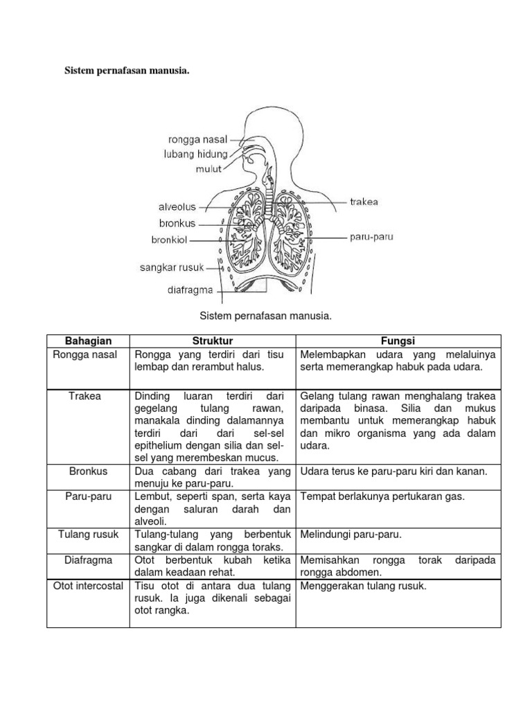 Sistem Pernafasan Manusia