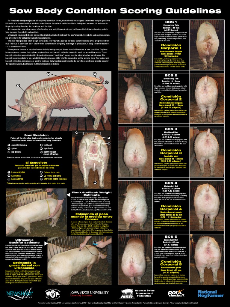 Sow Body Condition Scoring Guidelines: Condición Corporal 1 | PDF ...