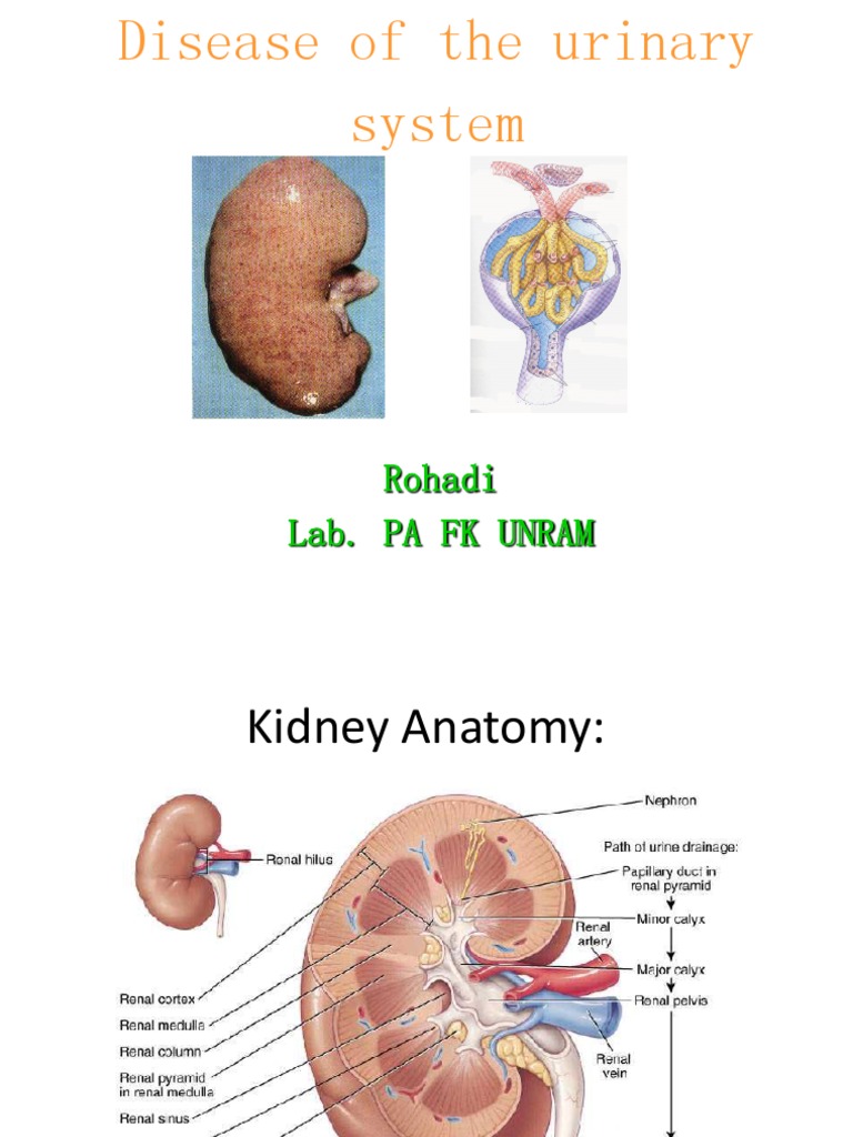 Diseases of the urinary system: kidney and bladder disorders | PDF ...