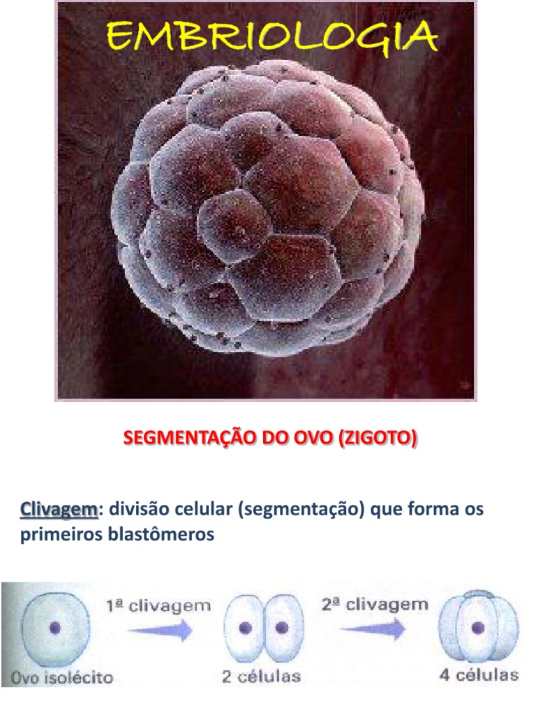 Embriologia Revisão | PDF | Gema | Reprodução