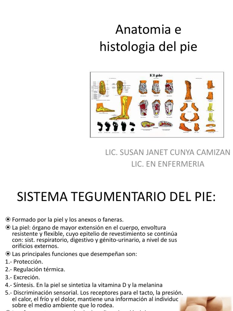Anatomía y Estructura del Pie Humano | PDF | Pie | Piel