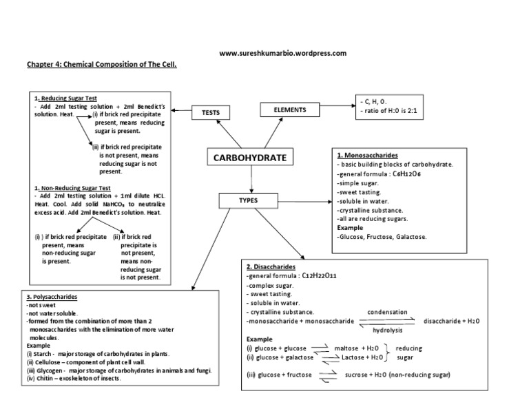 Chapter 4 Carbohydrate Mind Map | PDF
