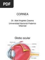 Anatomía Del Seno Camerular Pdf Glaucoma Visión
