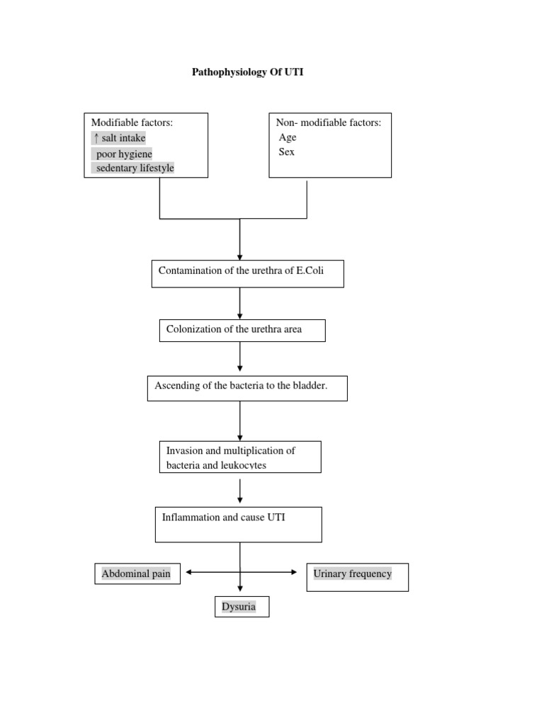 Pathophysiology of UTI | Urinary Tract Infection | Public Health