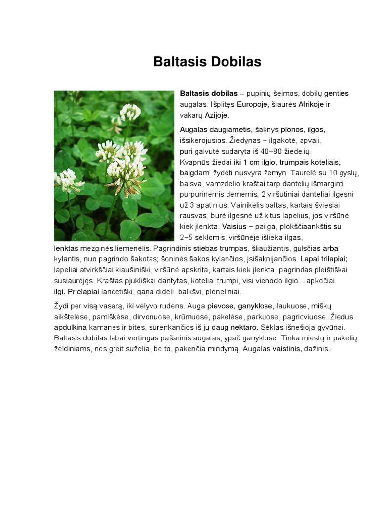 Baltasis Dobilas | PDF