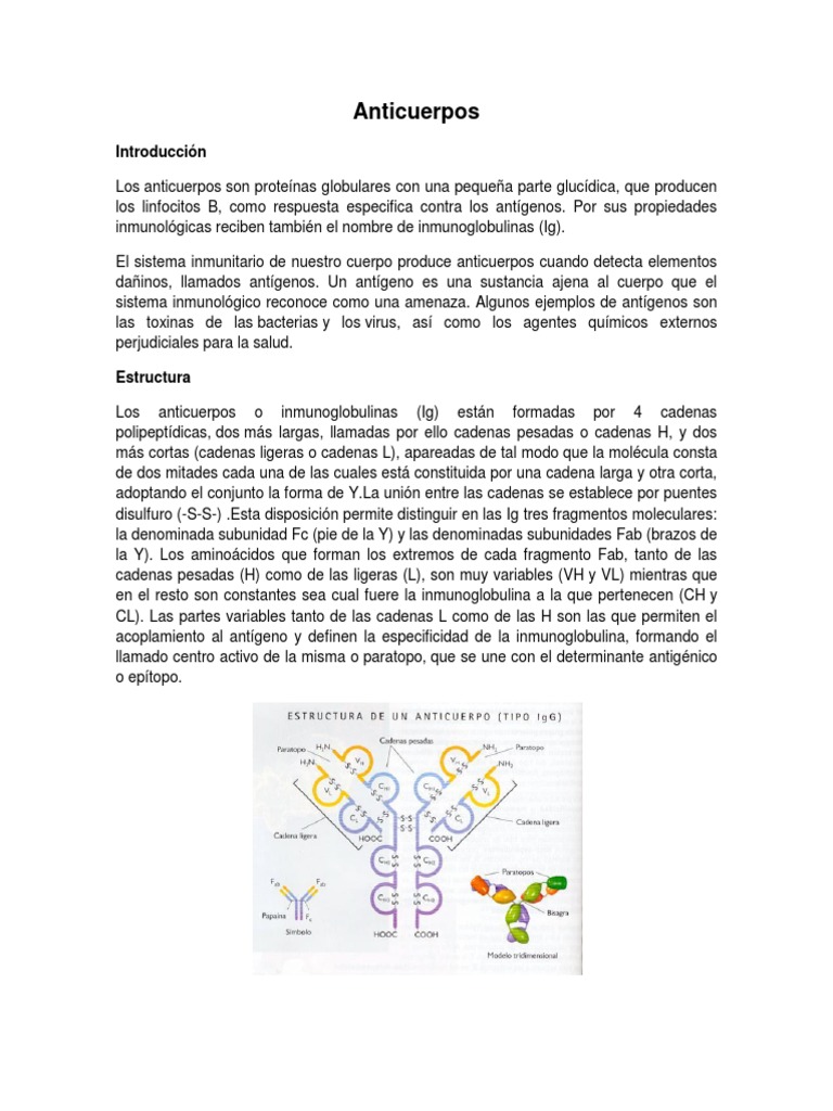 Anticuerpos Resumen !!! | PDF | Anticuerpo | Inmunidad humoral