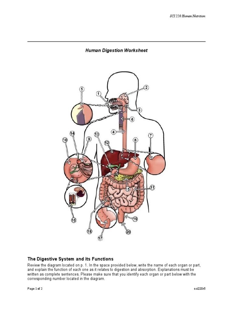 Human Digestive System Worksheet | PDF | Human Digestive System | Digestion