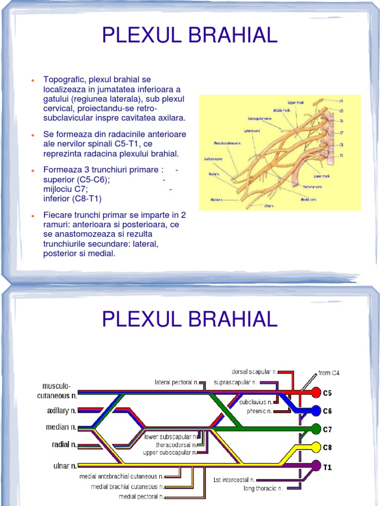 plexul brahial.ppt