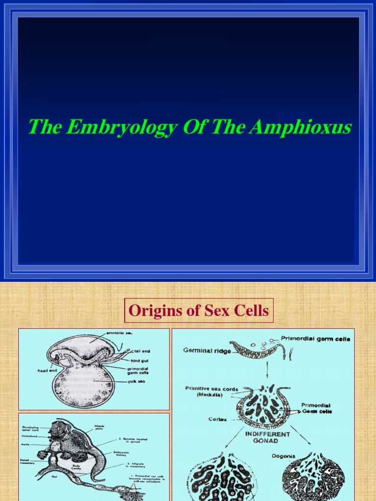 Development of Amphioxus | PDF | Meiosis | Fertilisation