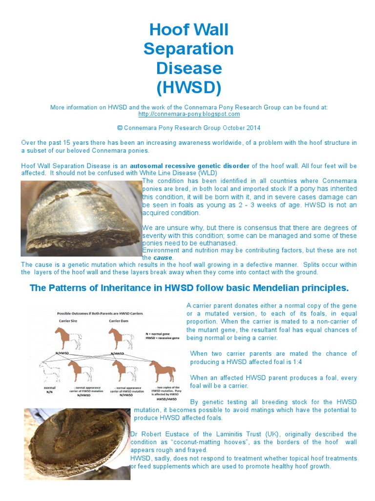 Information Pamphlet On Hoof Wall Separation Disease. Portrait Page ...
