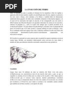 Evolución Del Perro | PDF | Perros | Osos