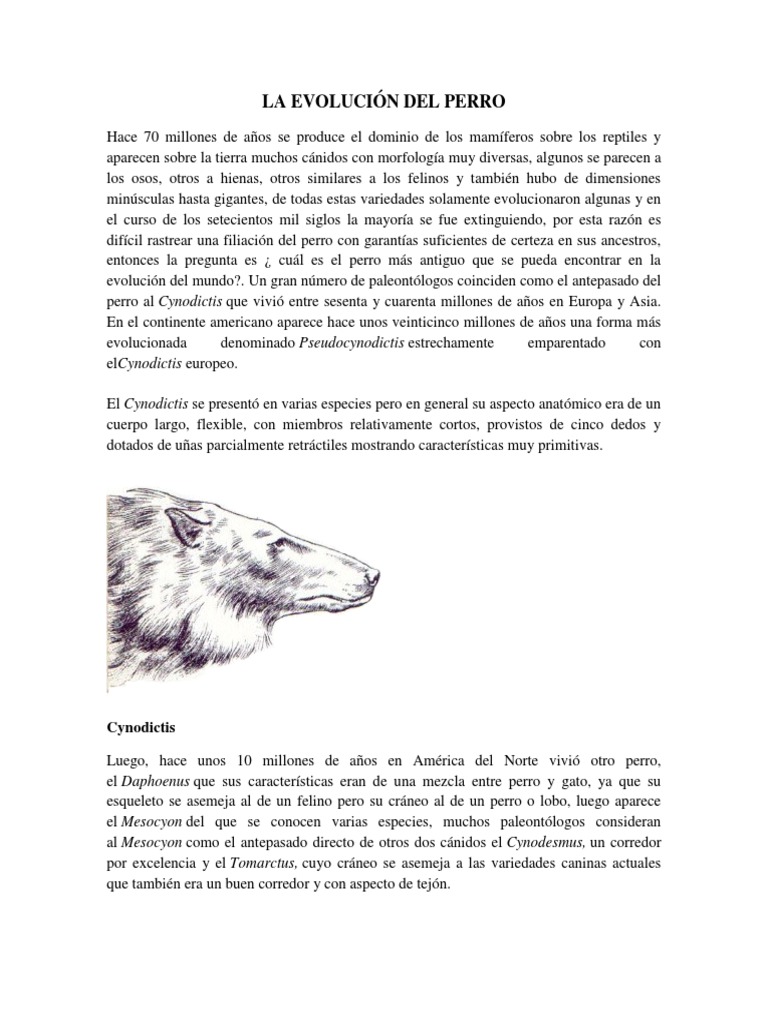 La Evolución Del Perro | PDF | Lobo gris | Perros