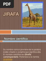 Anatomía y Fisiologia de La Jirafa | PDF