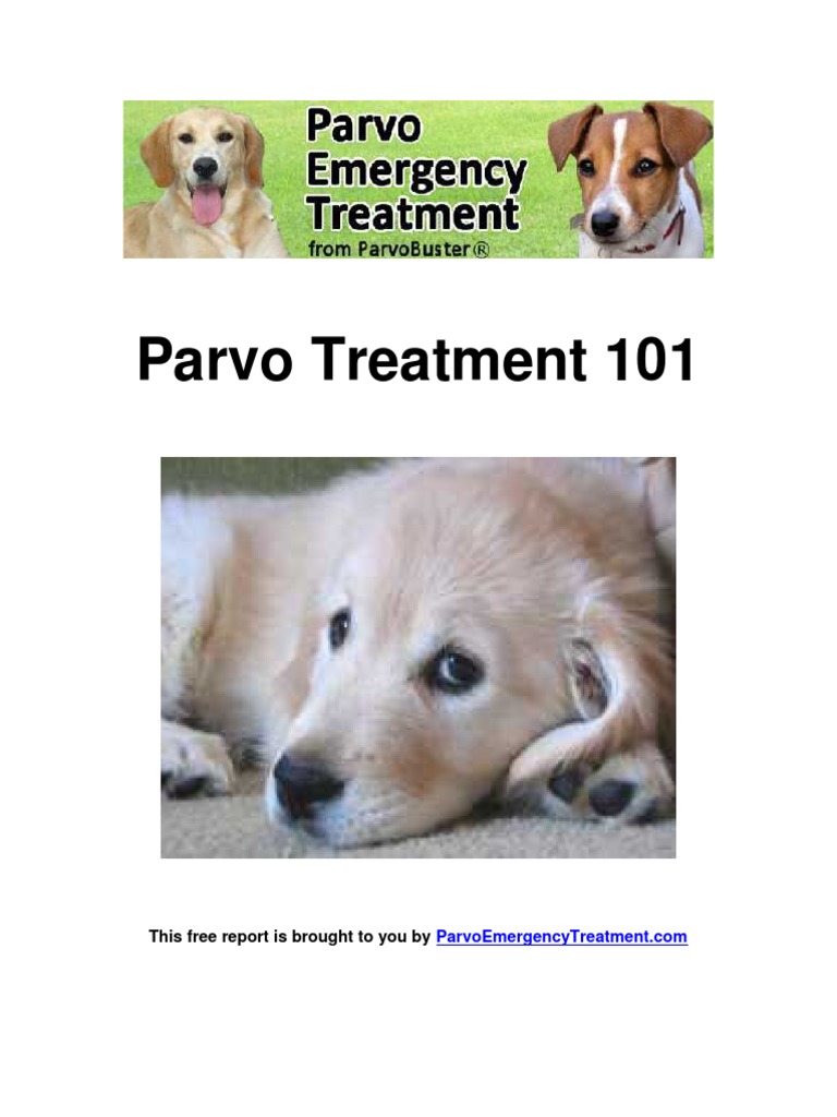 Parvo Treatment 101 | PDF | Infection | Health Sciences
