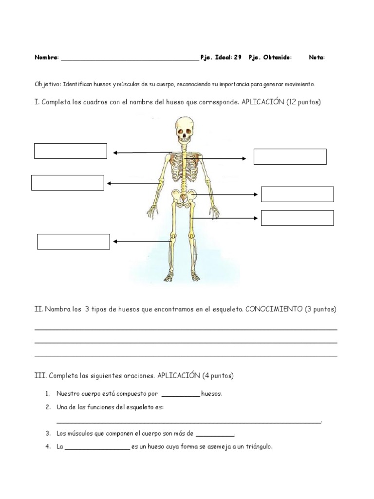 Prueba Sistema Esquelético y Muscular | PDF | Informática