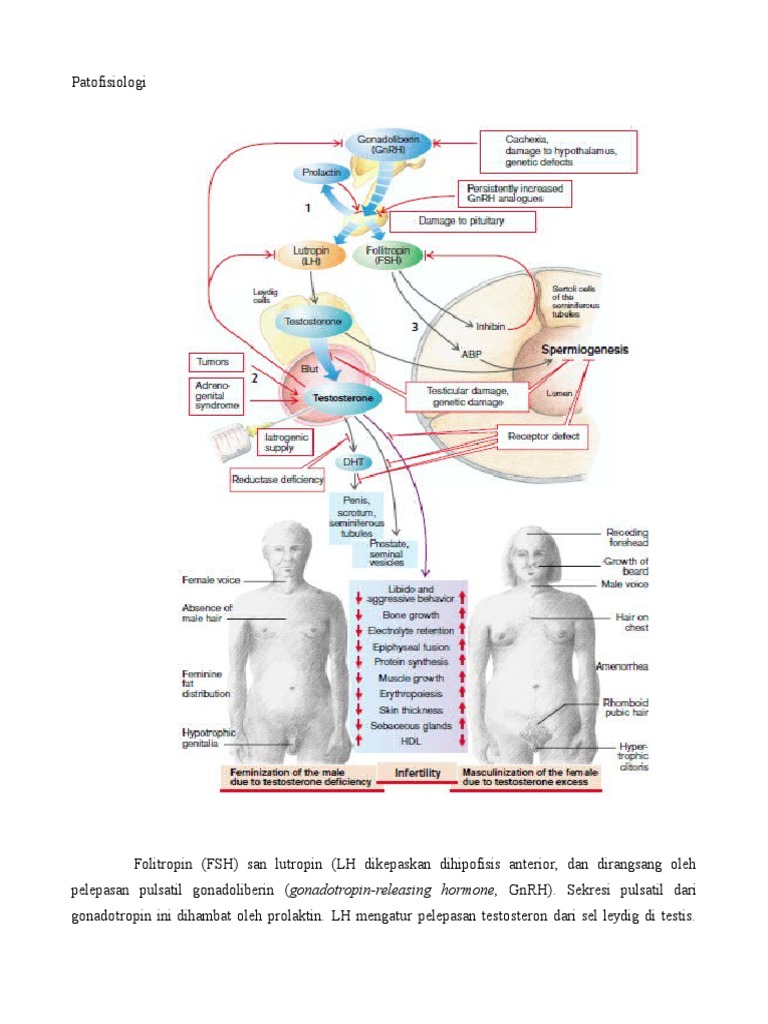 Patofis Hipogonadisme PD Pria | PDF | Pengembangan Diri