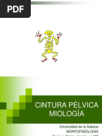 Anatomía y Cultura de las Nalgas | PDF | Nalgas | Anatomía humana