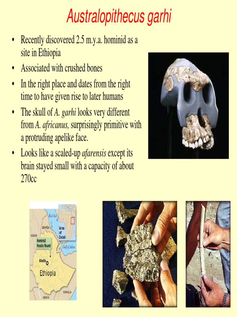 121australopithecus PDF | PDF | Pliocene | Nature