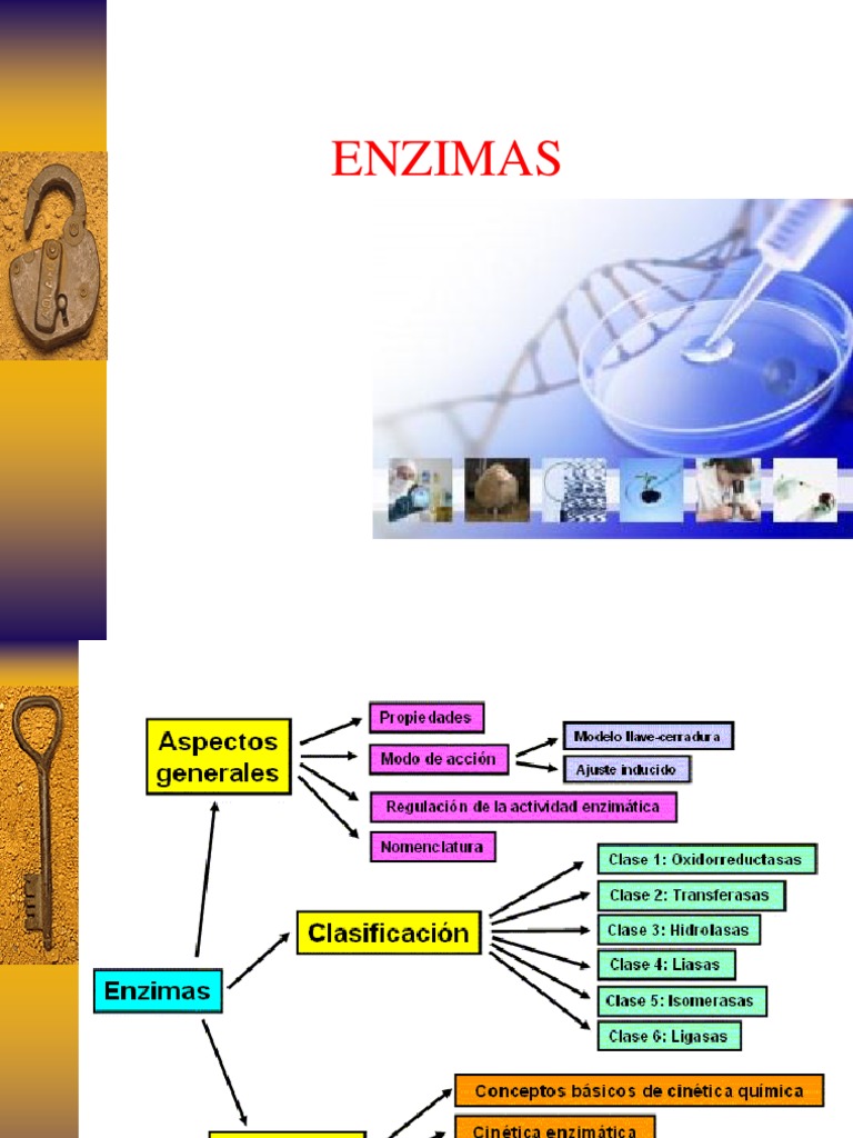 enzimas 3.ppt | Enzima | Inhibidor de la enzima