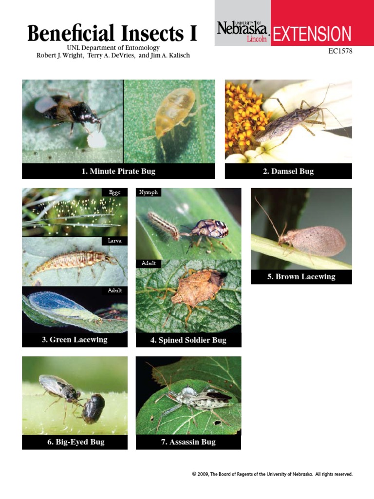 Beneficial Insects I: Extension | PDF | Insects | Hexapoda