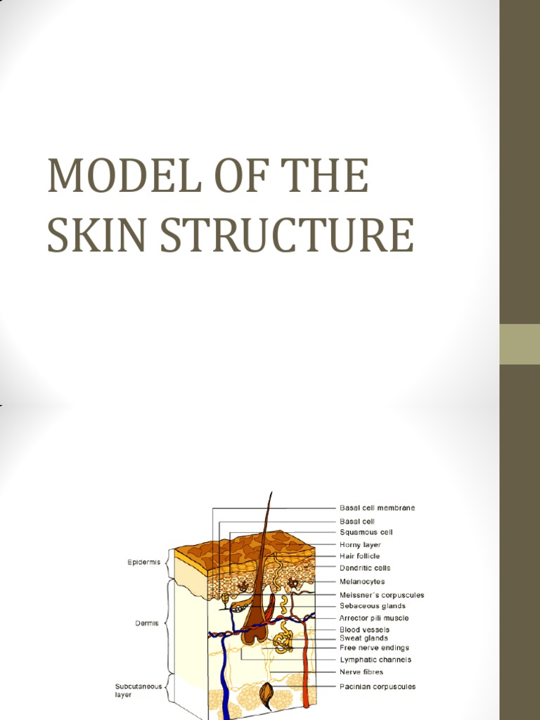 Model of The Skin Structure | PDF | Osteoporosis | Medical Specialties