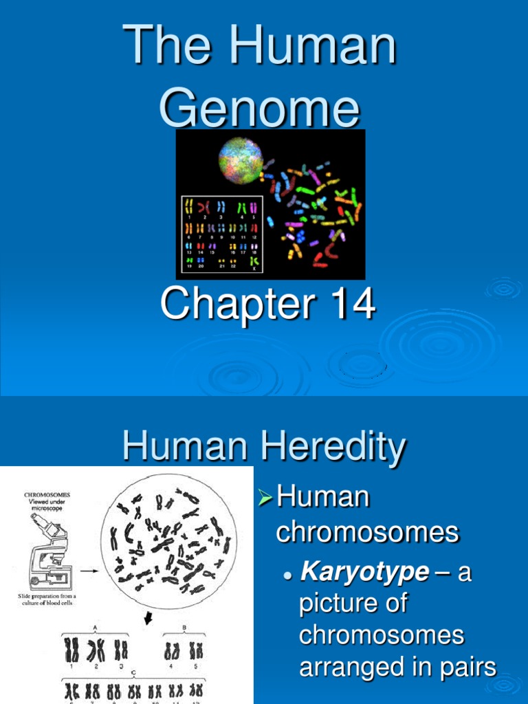Human Heredity and Genetic Disorders | PDF | Chromosome | Genetics
