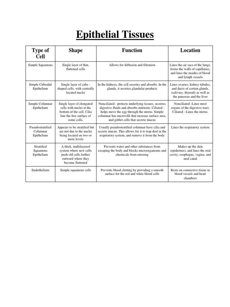 Types and Functions of Epithelial Tissues | PDF | Home & Garden | Wellness