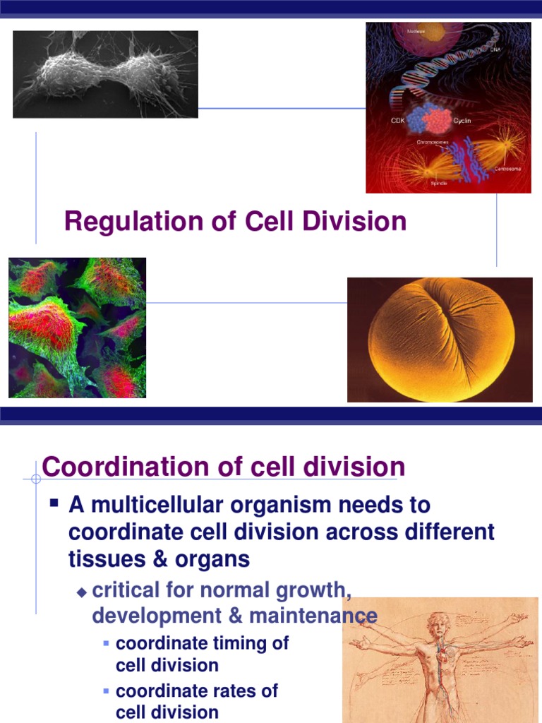 Regulation of Cell Division: AP Biology | PDF | Mitosis | Cell Cycle