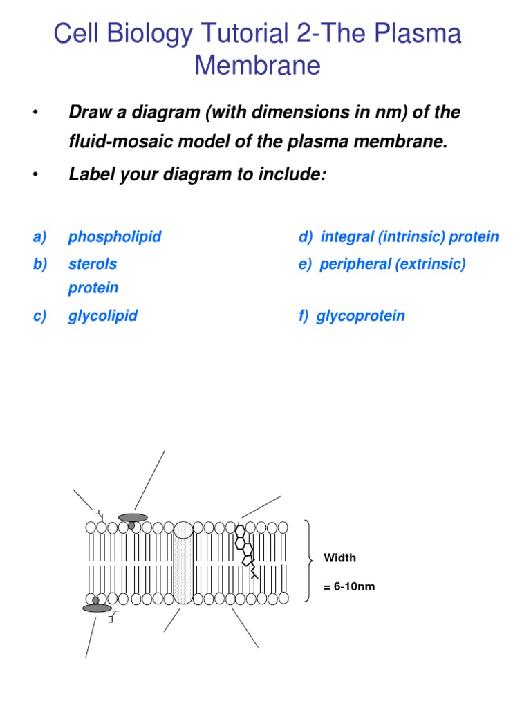 The Fluid Mosaic Model of the Plasma Membrane: Structure, Composition ...